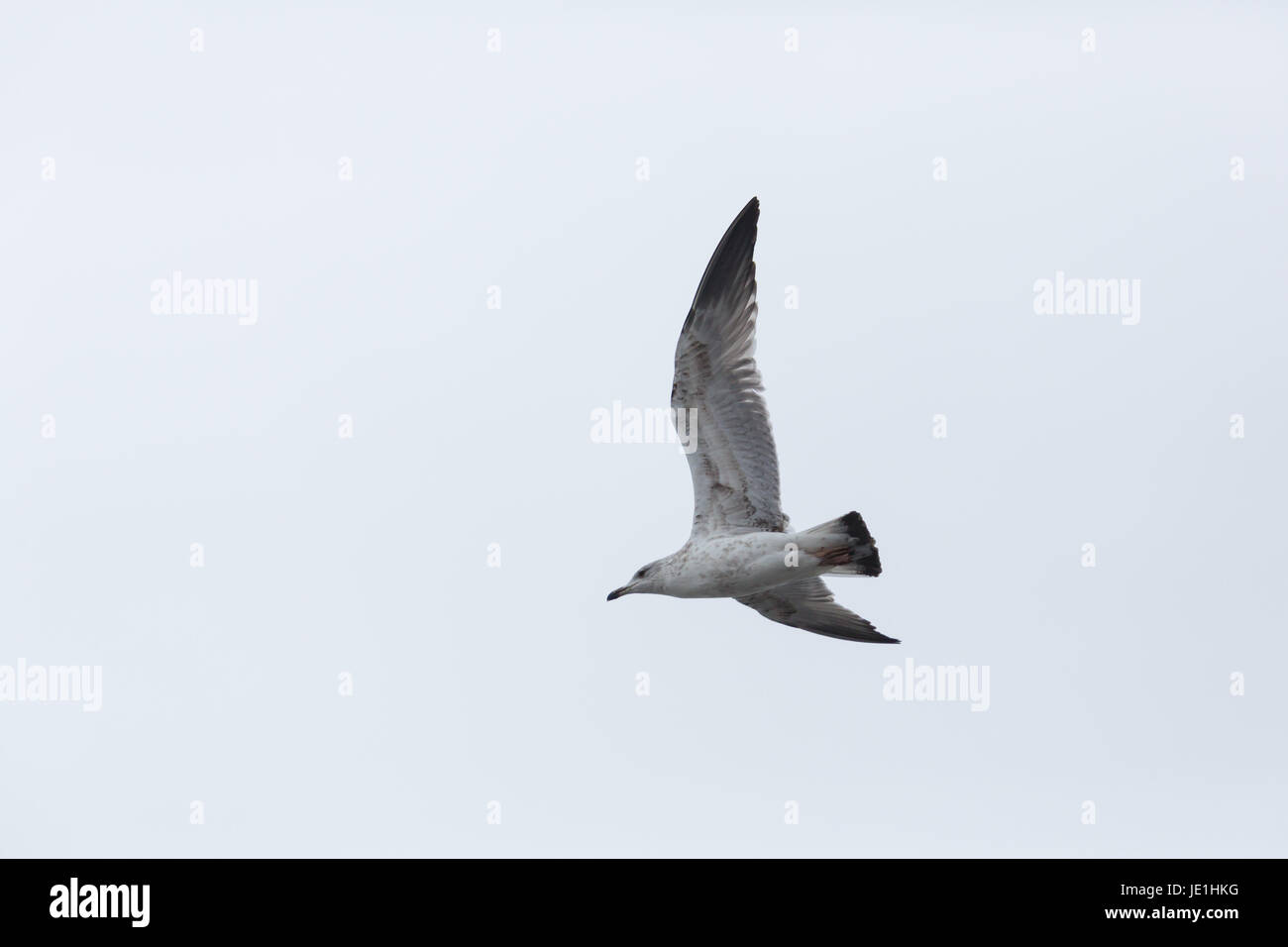 natural yellow-legged gull (Larus michahellis) in flight Stock Photo ...