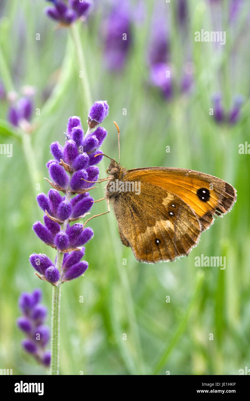 Gatekeeper Butterfly (Pyronia tithonus) on Lavandula Stock Photo - Alamy
