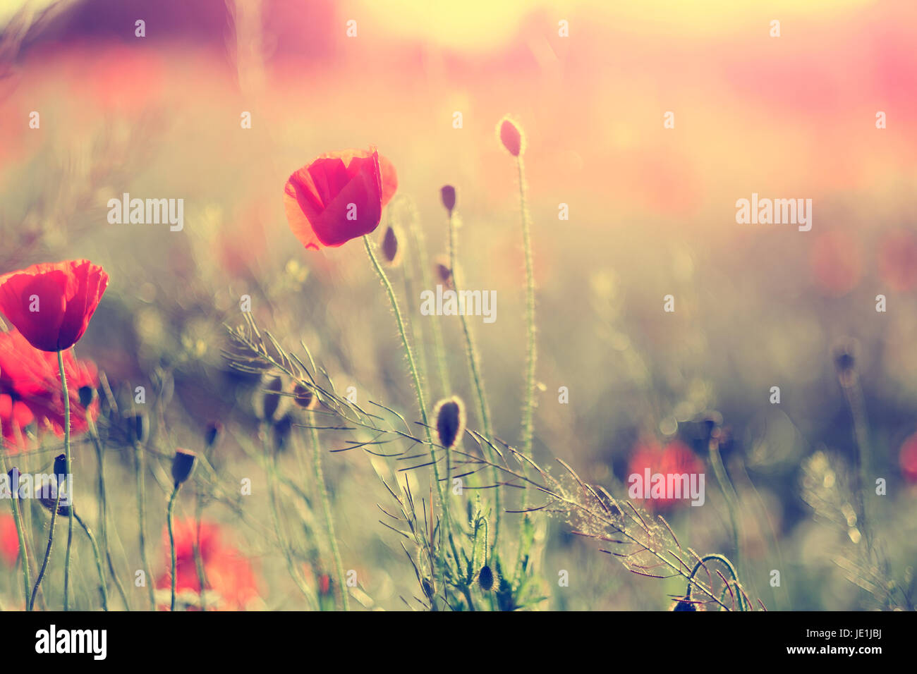 Poppy flower in sunset Stock Photo - Alamy