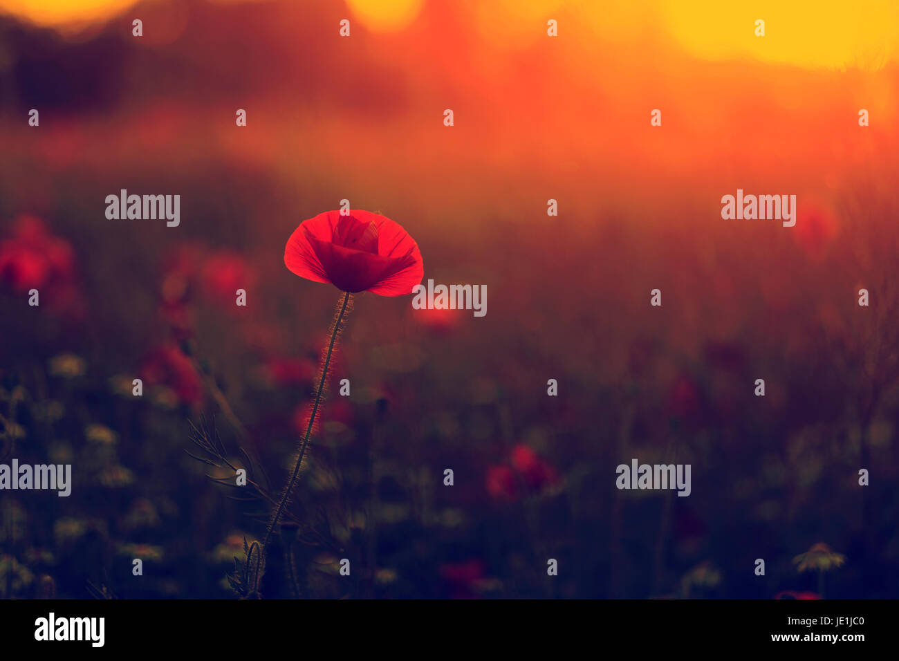 Poppy flower in sunset Stock Photo - Alamy