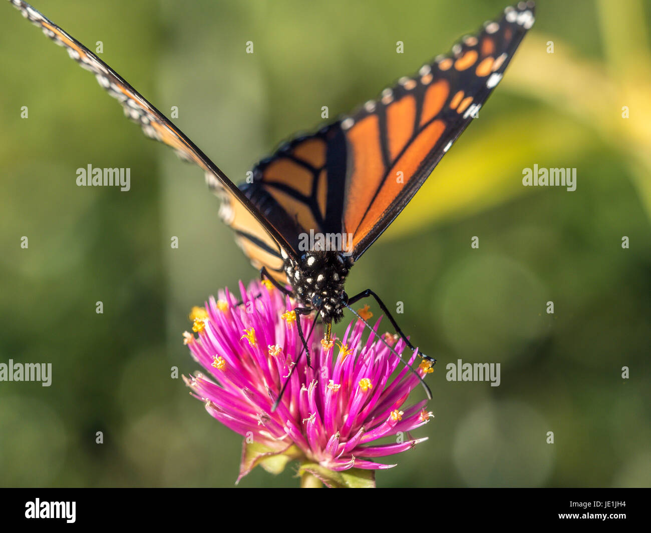monarch butterfly (Danaus plexippus) is a milkweed butterfly (subfamily ...