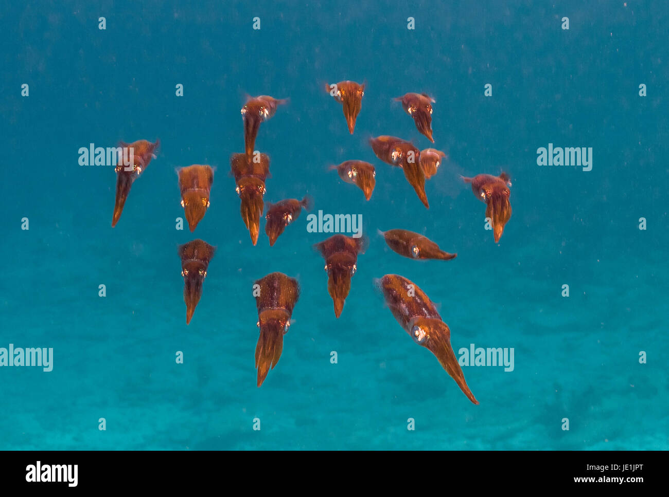 Squid are cephalopods of the order Teuthida Stock Photo - Alamy