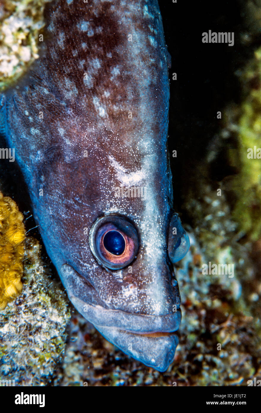 Rypticus is a genus of fish in the family Serranidae, the sea basses ...