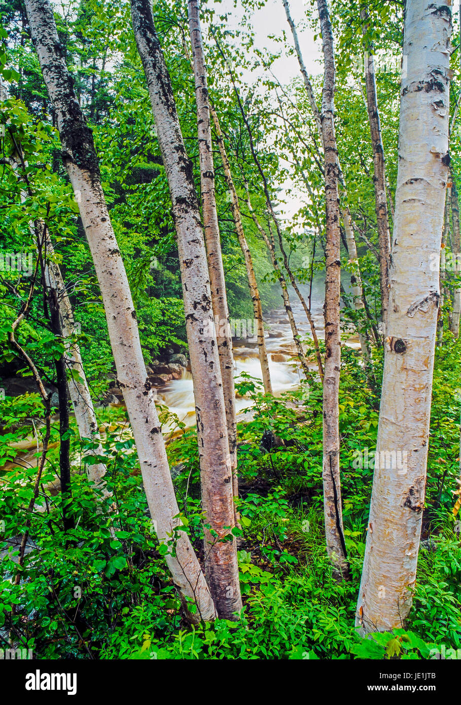 Deciduous hardwood hi-res stock photography and images - Alamy