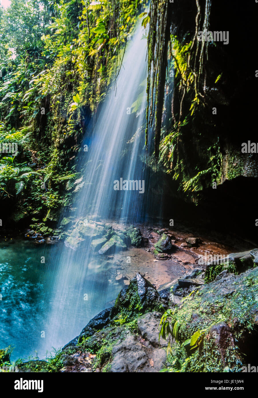 Island of Dominica emerald pool Stock Photo - Alamy