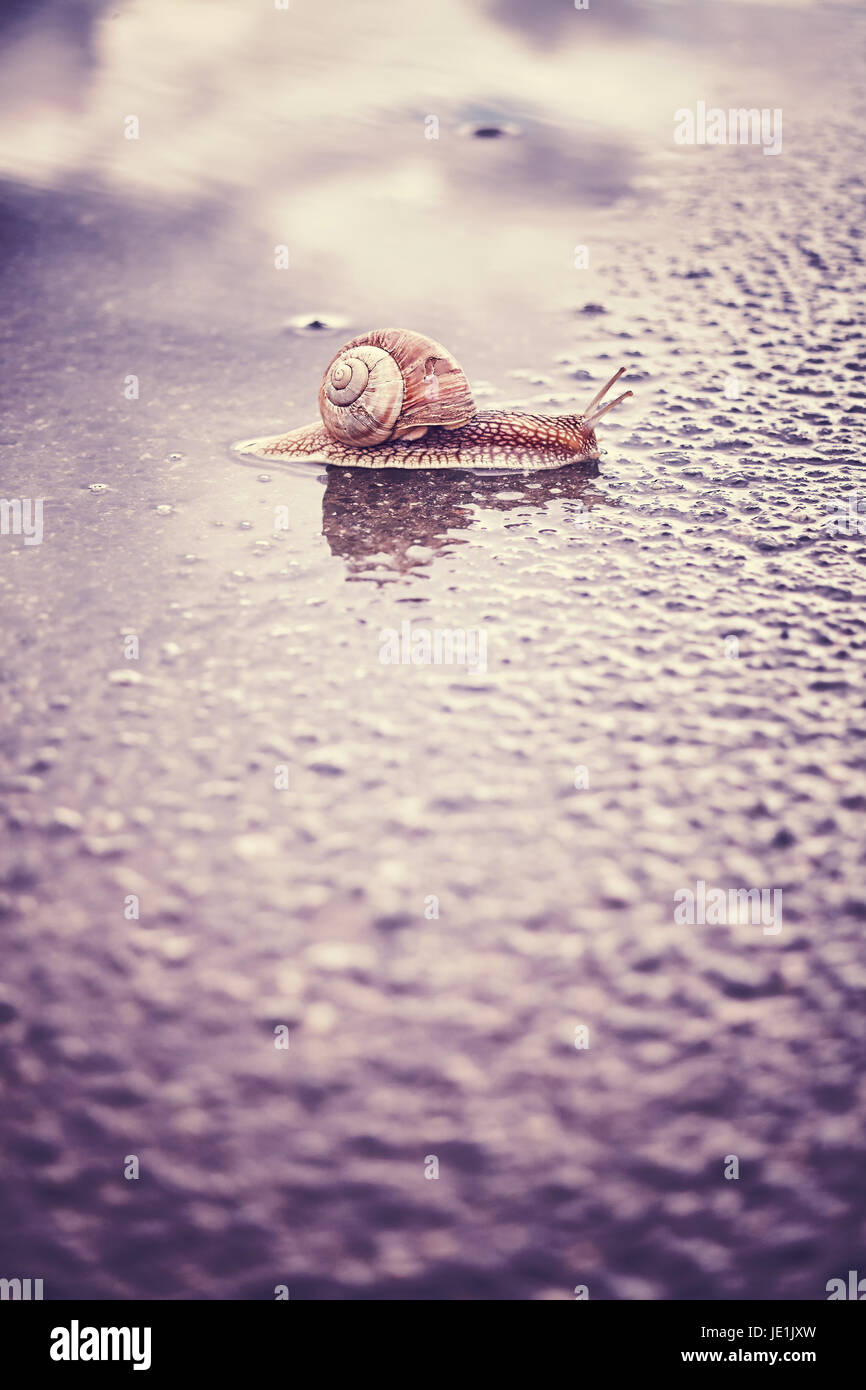 Vintage stylized photo of a snail crossing wet street after the rain ...