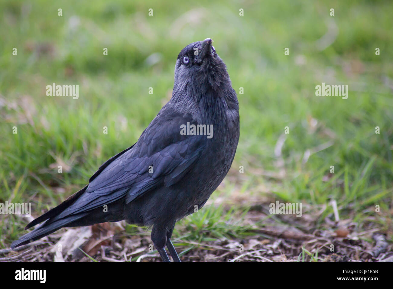 A jackdaw - a black crowlike bird with blue eyes - on the grass, London ...