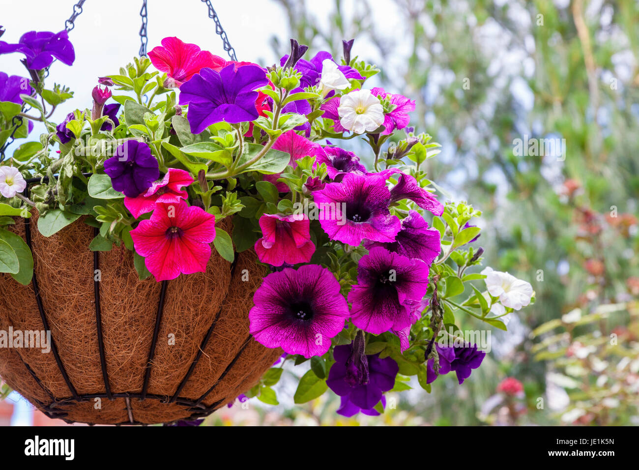 Hanging baskets of Petunias Stock Photo - Alamy