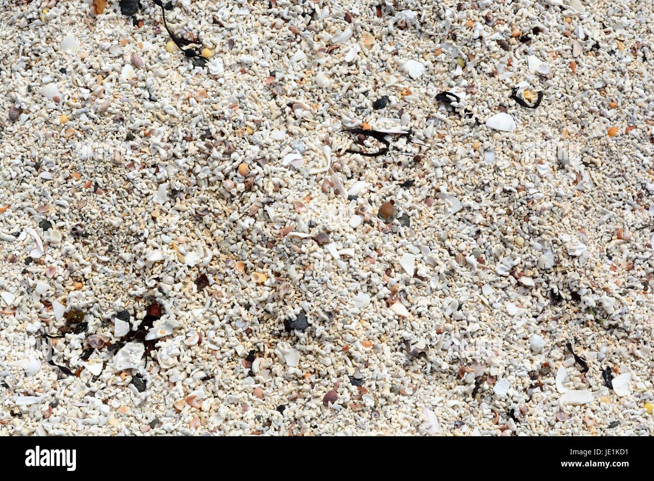 marine tumbleweed bleached skeletons of a red coraline seaweed algae ...