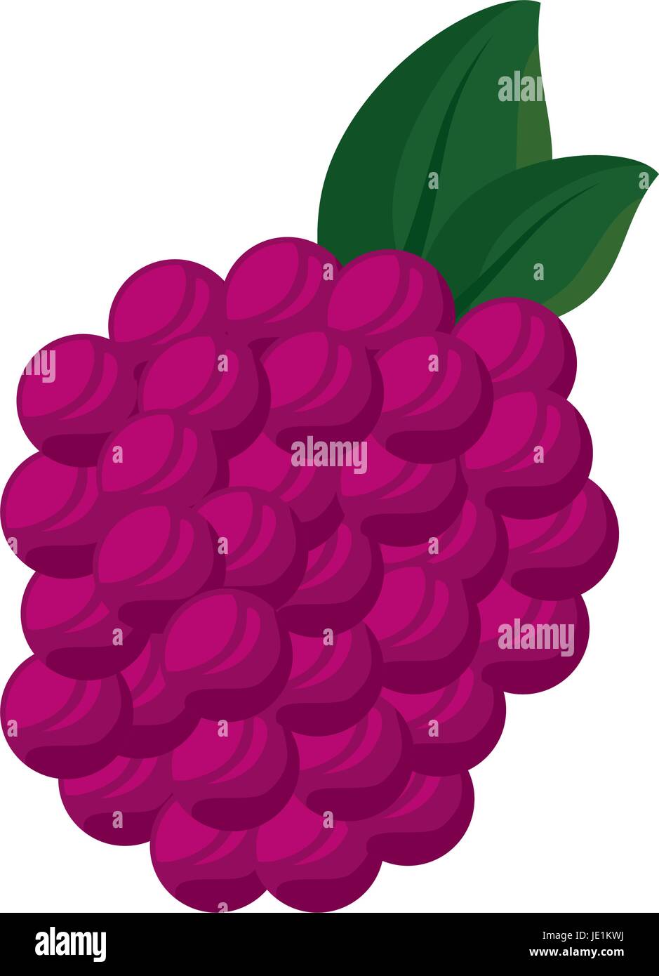 isolated sweet blackberry icon vector illustration graphic design Stock ...