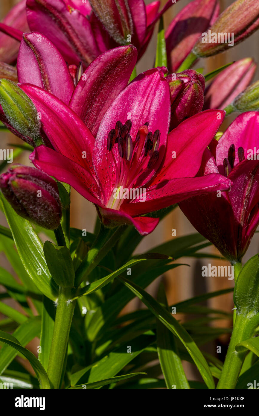 Red lilies in flower Stock Photo - Alamy
