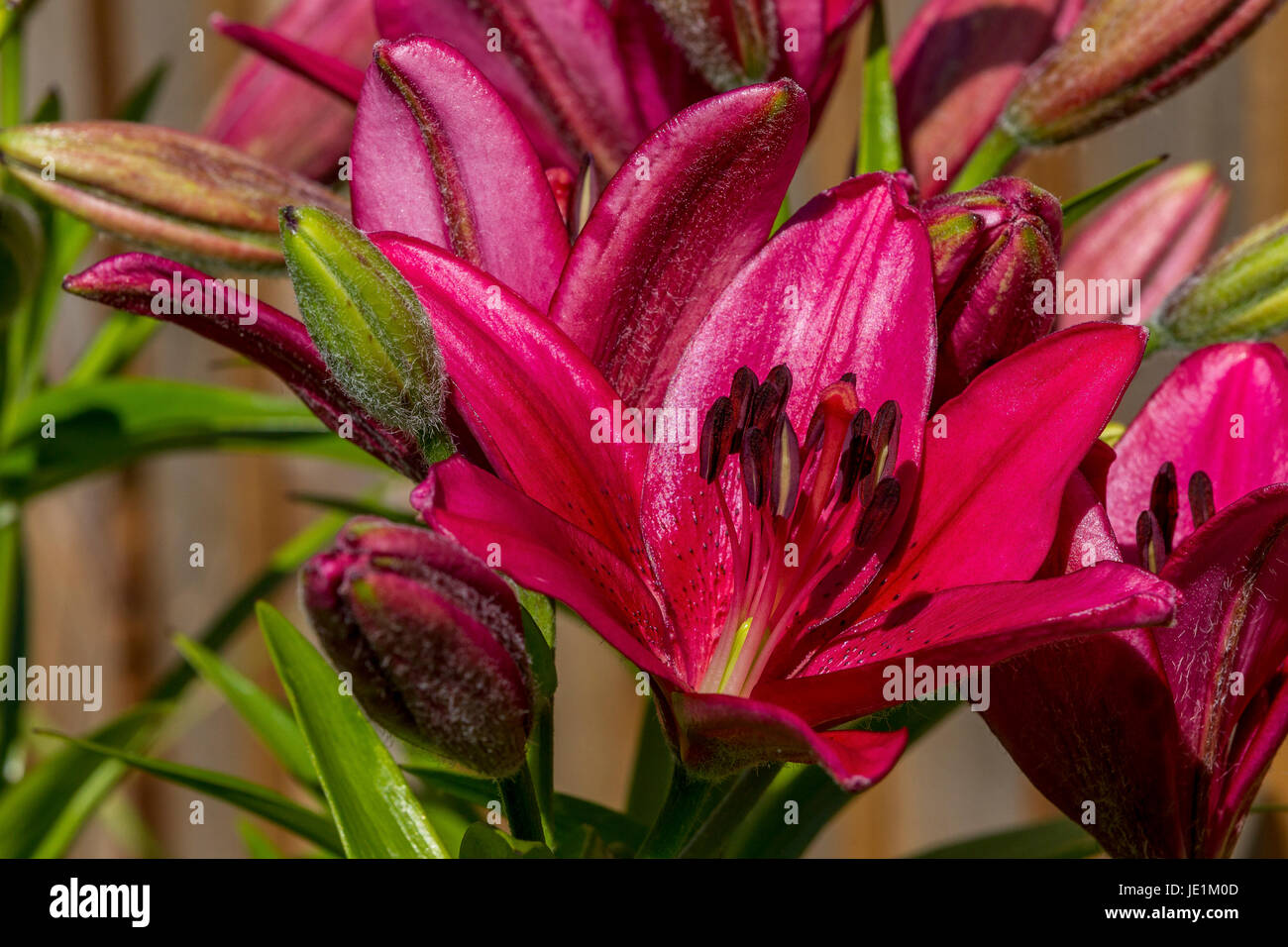 Red lilies in flower Stock Photo - Alamy
