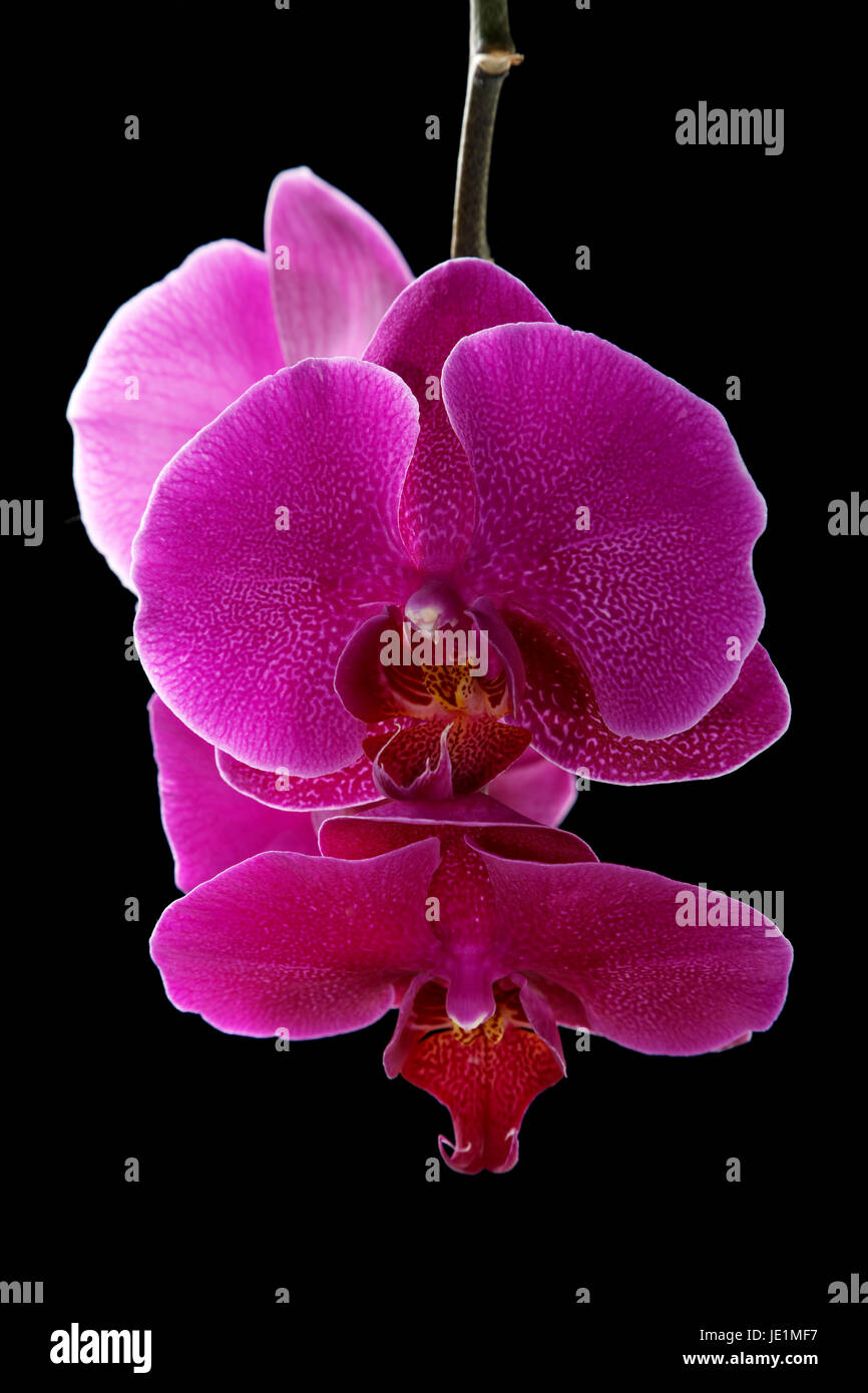 Violet orchid on a black background Stock Photo - Alamy