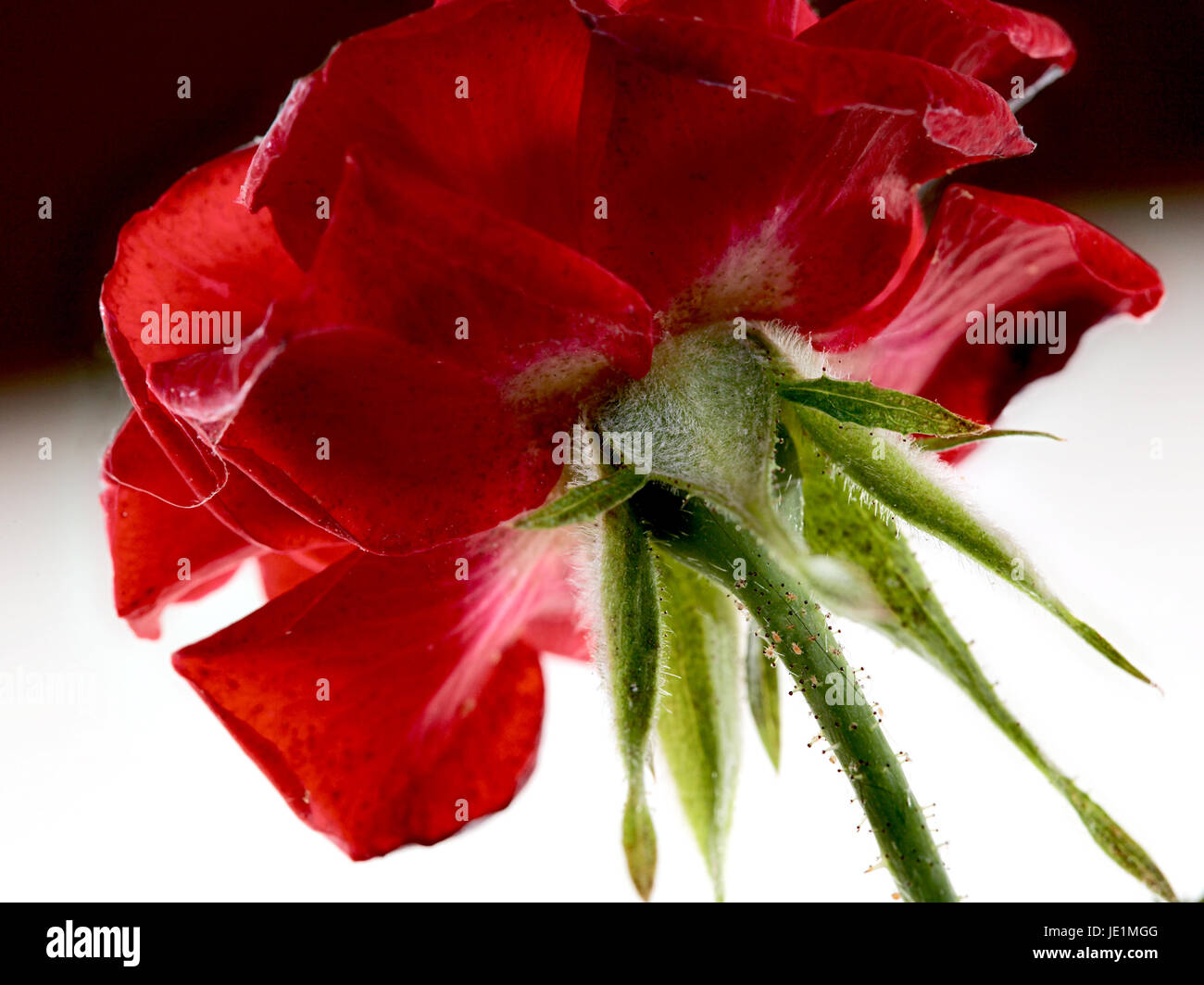Reverse side of rose flower close-up on black and white background ...