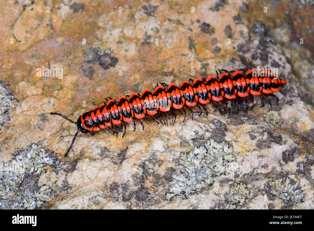 Shocking pink dragon millipede (Desmoxytes purpurosea) walking on the ...