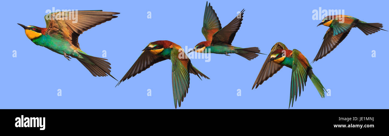 Bee eater flock hi-res stock photography and images - Alamy