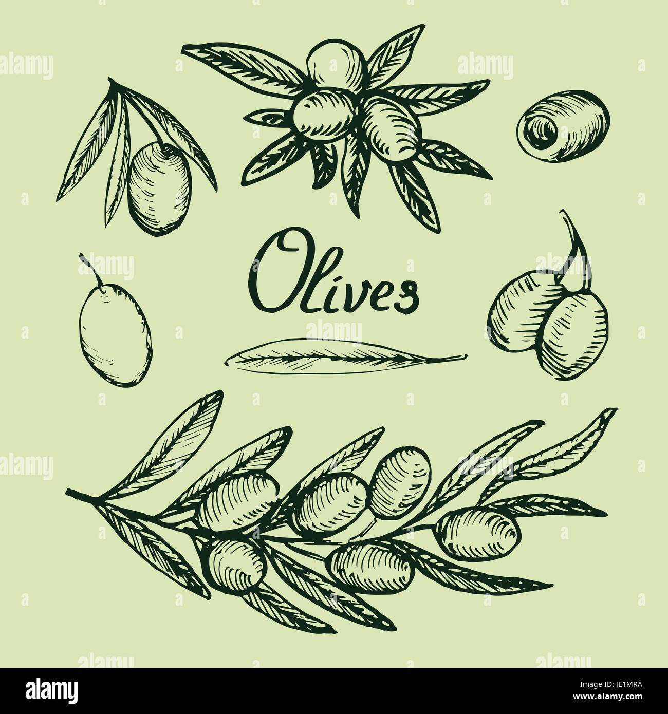 Olive branches, leaf and fruits set, design with inscription, woodcut ...