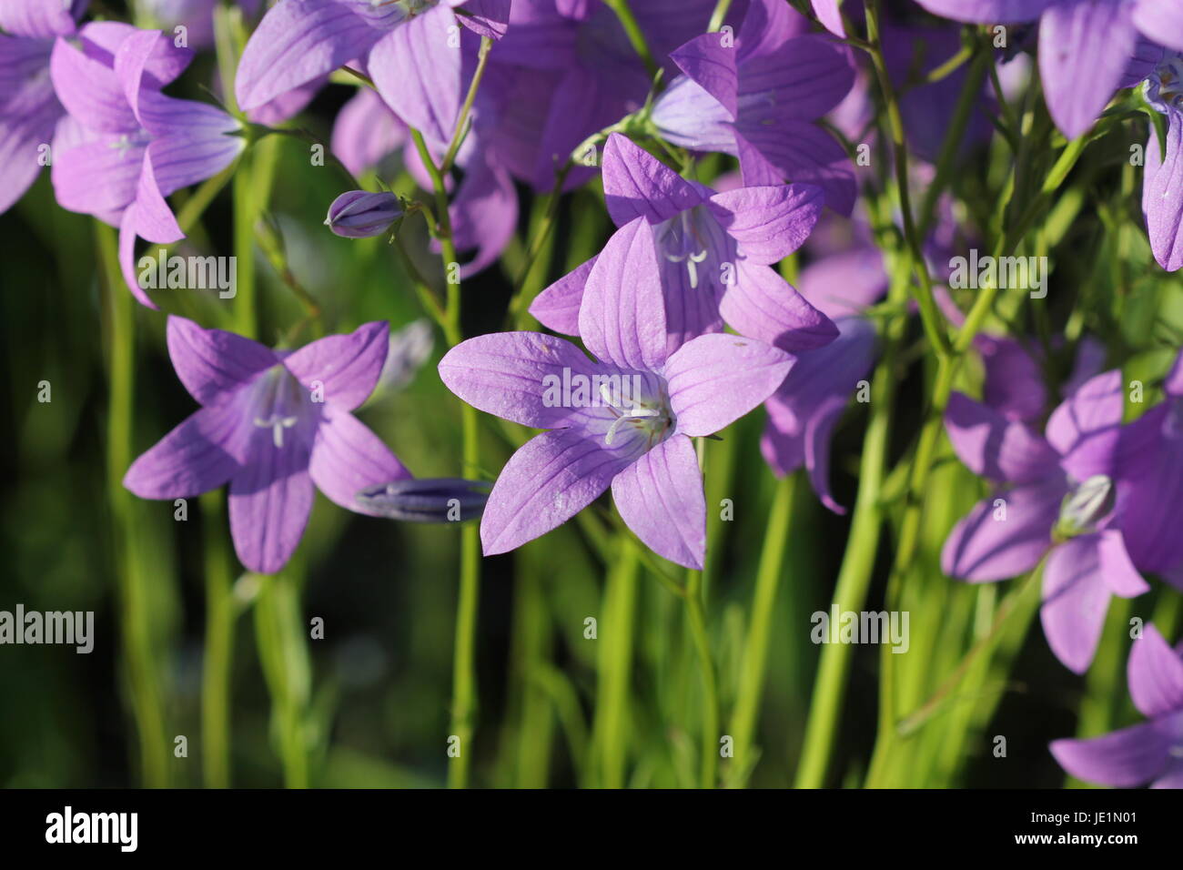 Group of Campanula patula spreading bellflower in bloom on the meadow ...