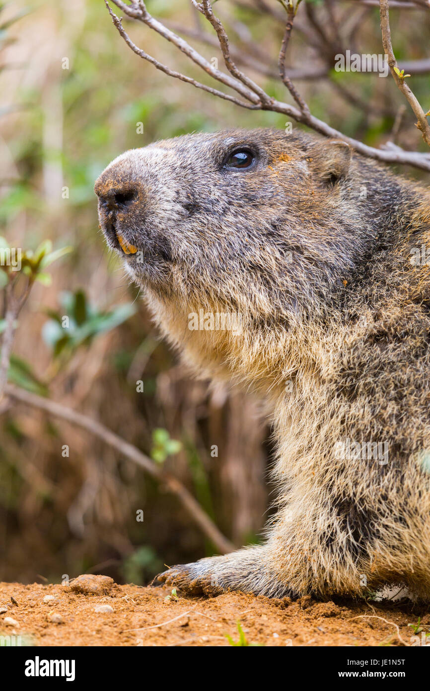 detailed outdoor portrait of natural alpine groundhog (Marmota monax ...
