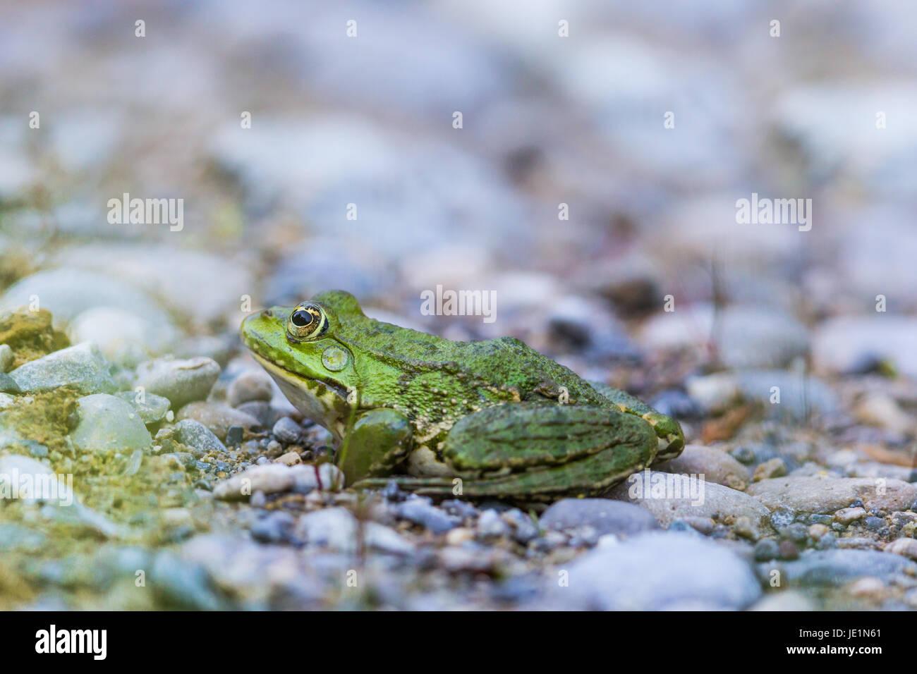 natural green frog (Rana esculenta) sitting on stones and shingle Stock ...