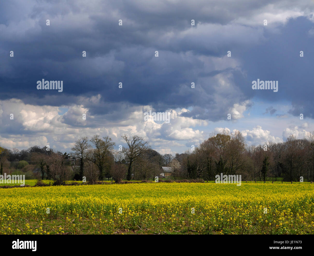 Rapeseed field in spring (Northern Mayenne, Loire country, France Stock ...