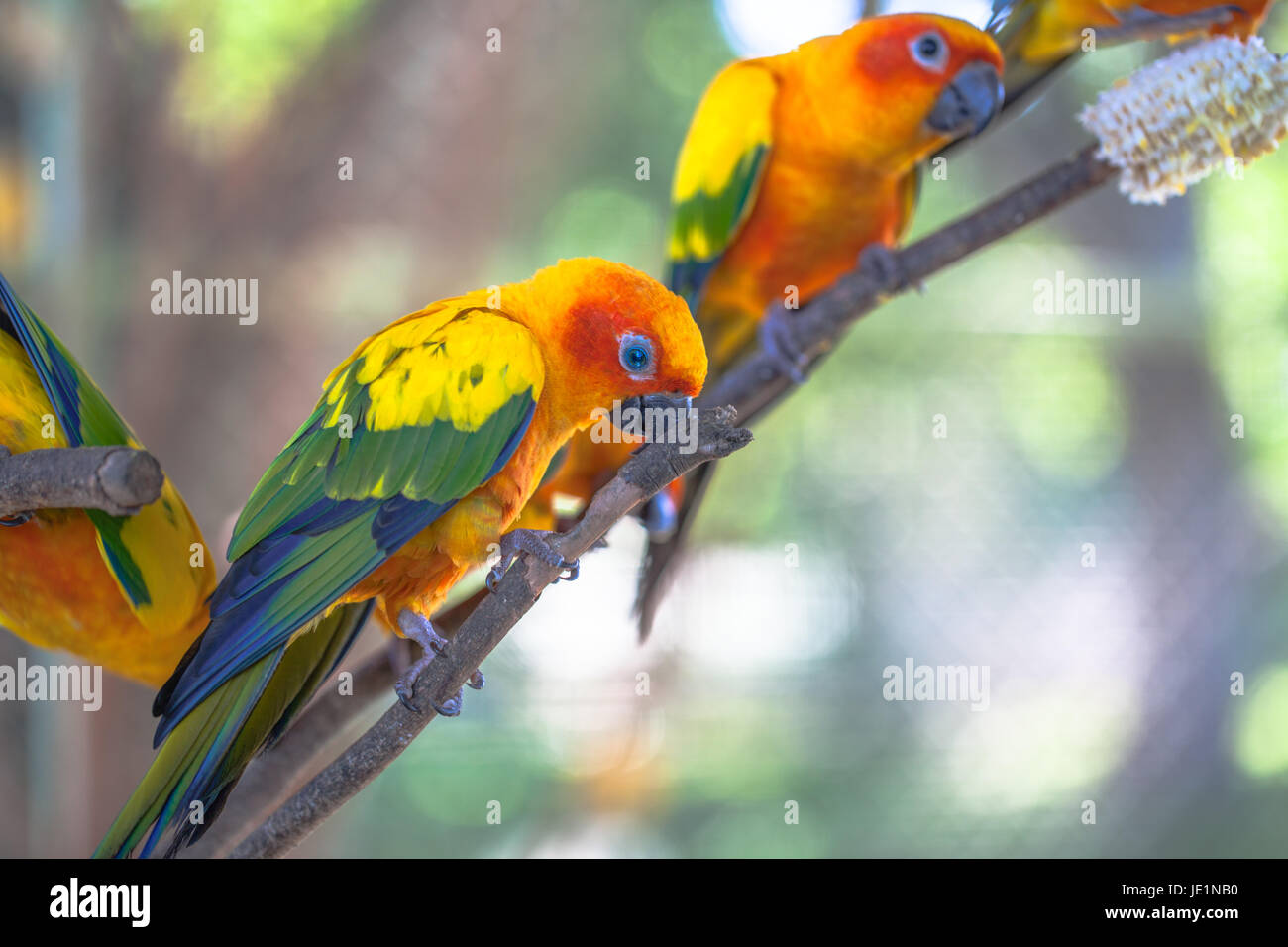 cute Sun Conure parrot birds on the tree branch Stock Photo - Alamy