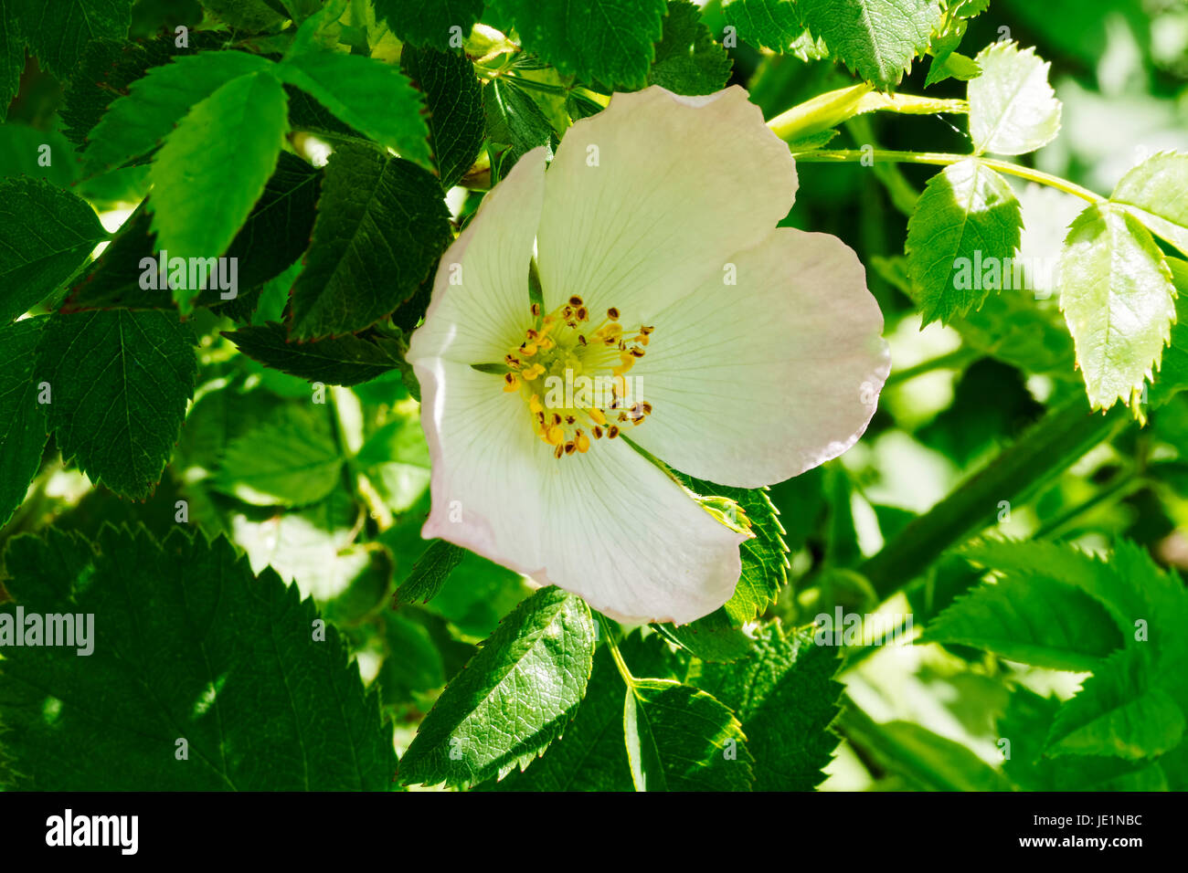 Close-up of a pink and white Dog Rose wildflower in full bloom growing ...