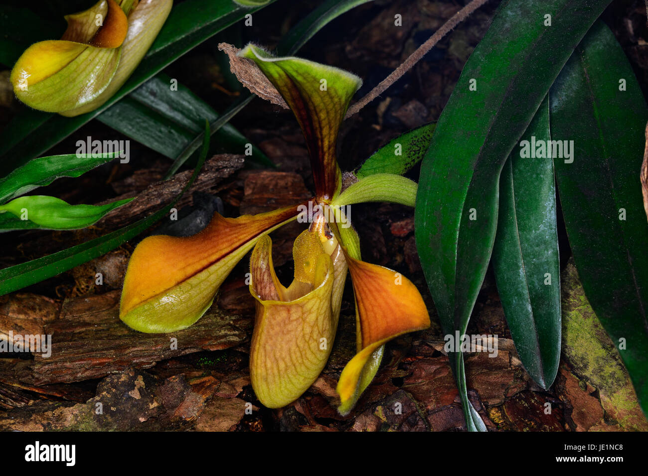 Close up orchid Paphiopedilum villosum (Lindl.) Stein in habitat at Doi ...