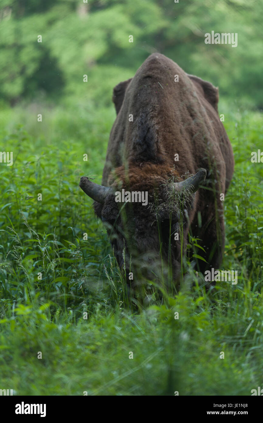 Bison anatomy hi-res stock photography and images - Alamy