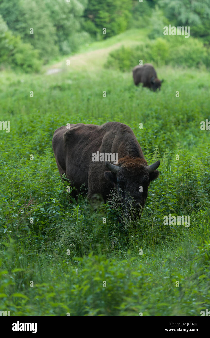 Bison anatomy hi-res stock photography and images - Alamy