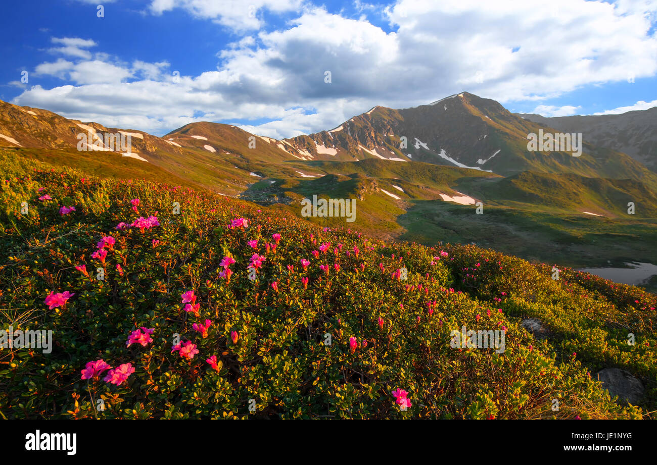Sunny mountain ridge landscape in spring with Rhododendron flowers ...