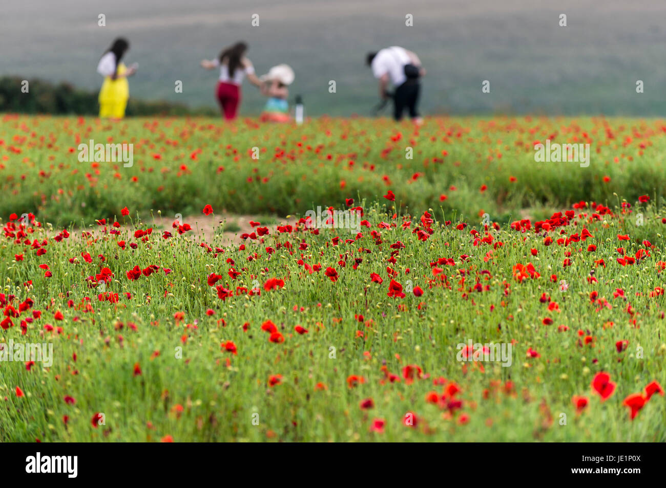 Poppies and people hi-res stock photography and images - Alamy