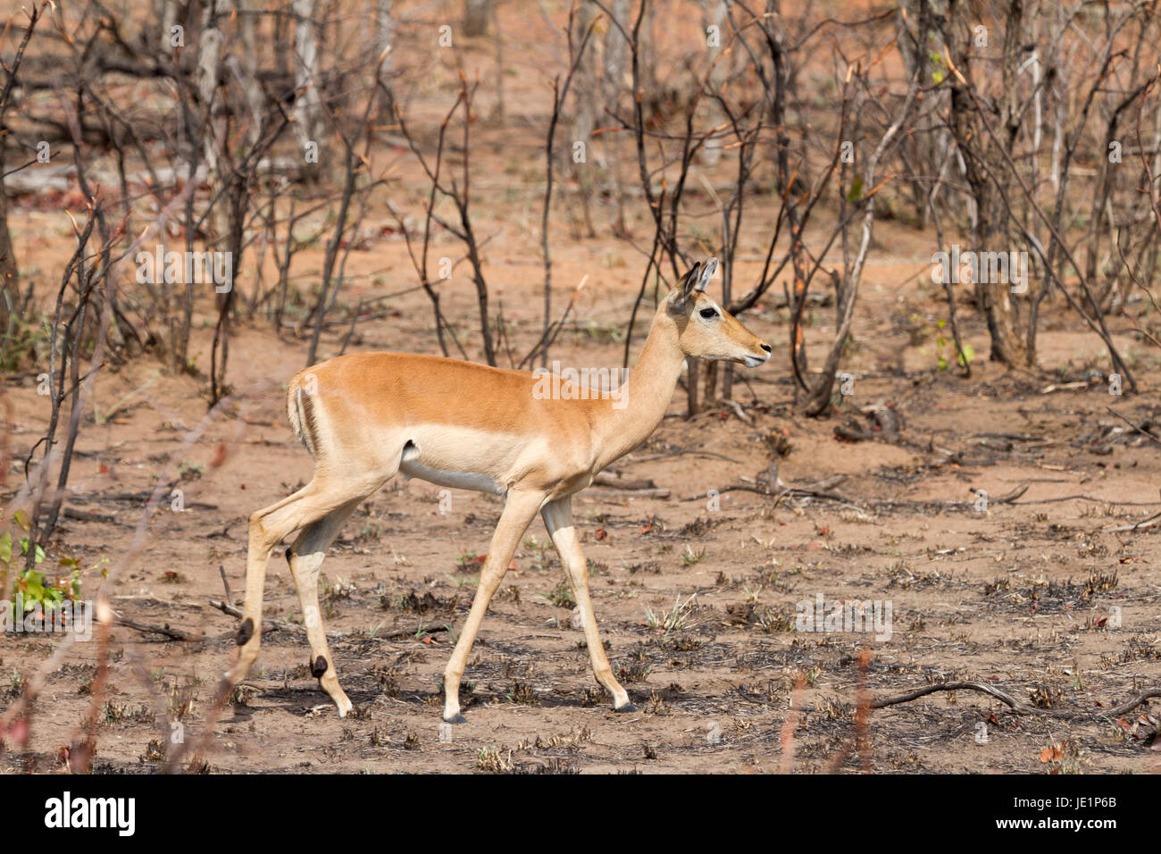 Impala (Aepyceros melampus) Female Stock Photo - Alamy