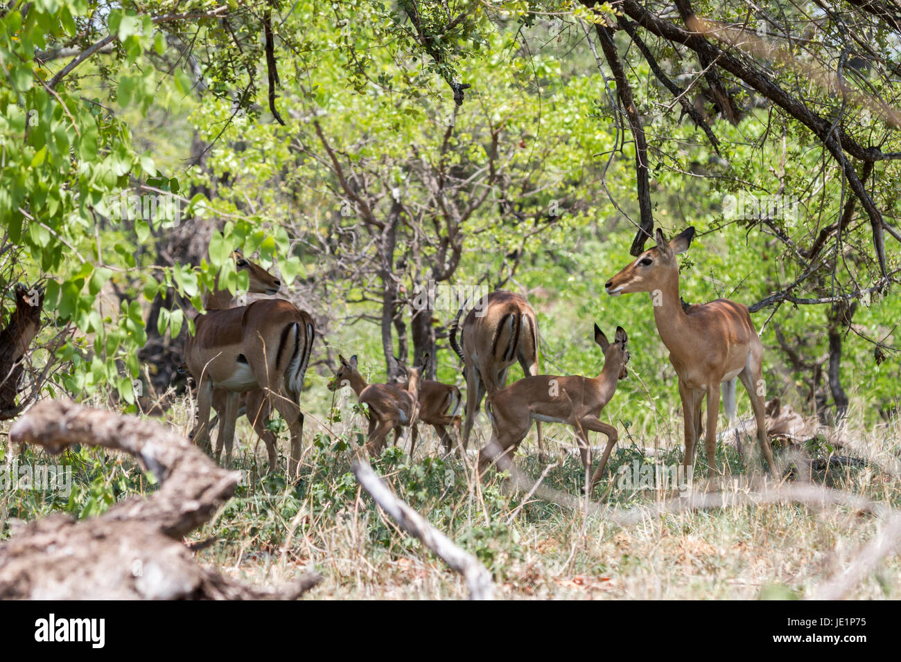 Impala grazing african savanna hi-res stock photography and images - Alamy
