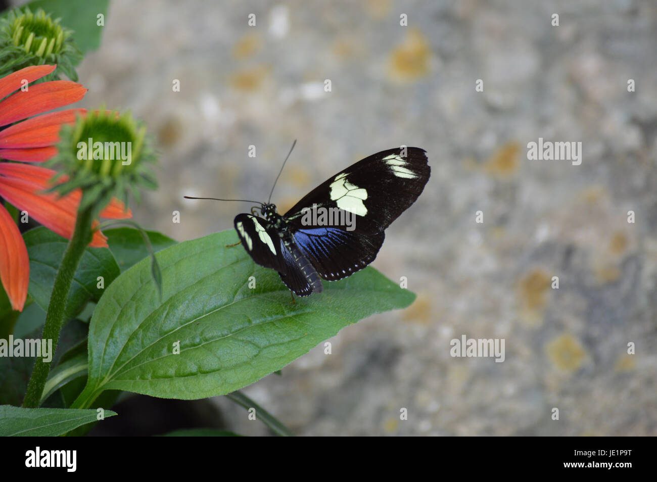 Butterfly in the garden Stock Photo - Alamy