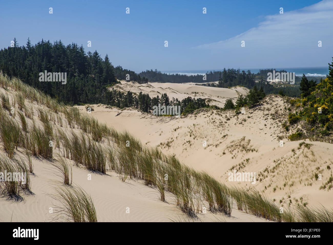 Dunes national forest hi-res stock photography and images - Alamy