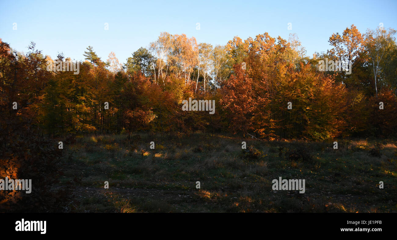 Golden autumn. Forest in the sun Stock Photo - Alamy