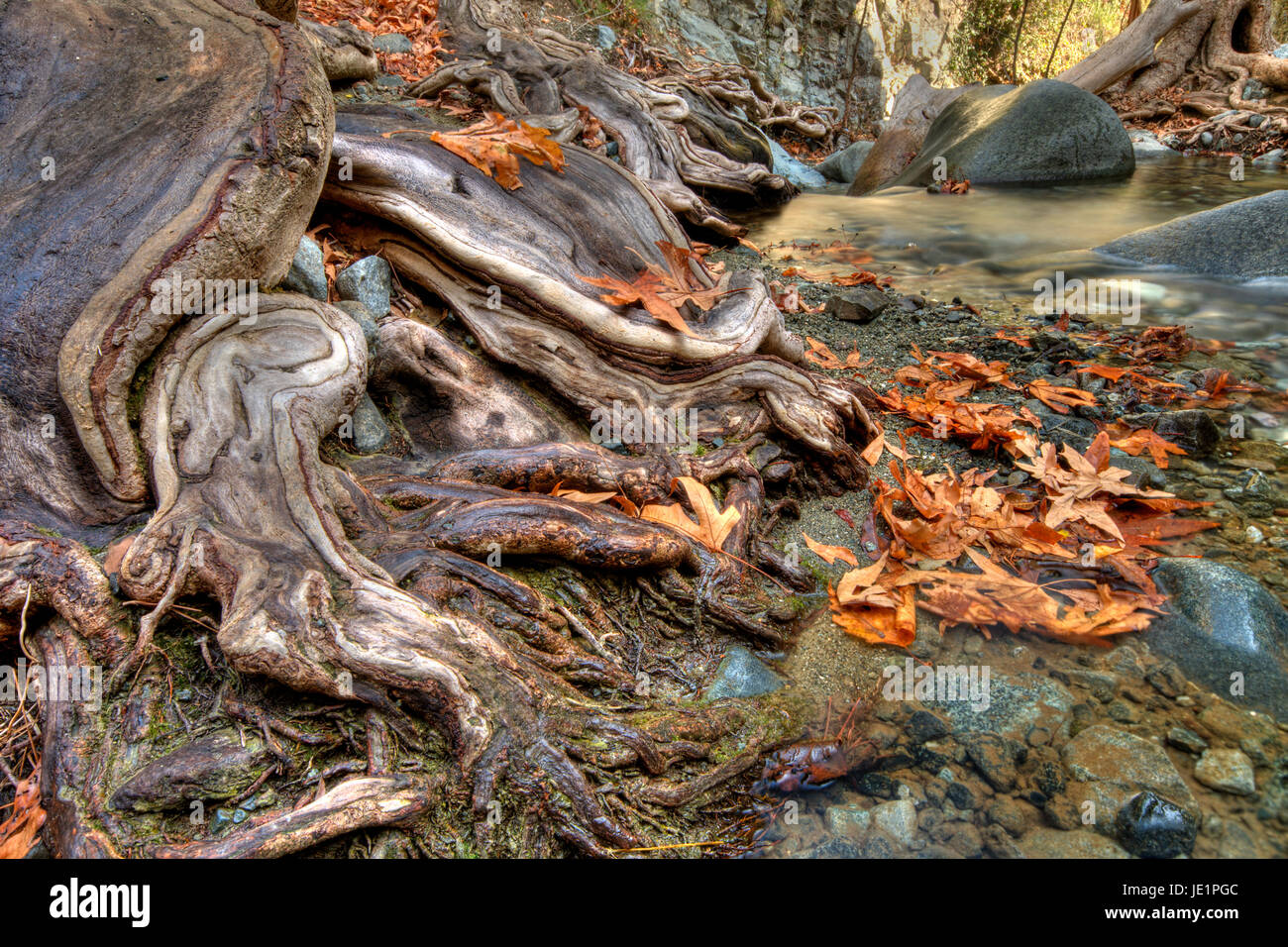 Tree roots and yellow autumn leaves by the river, at Troodos mountains ...