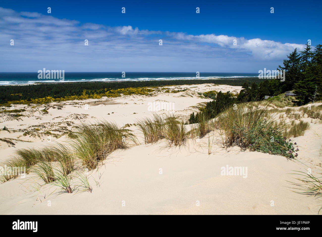 Oregon Dunes Overlook provides wooden ealkways to overlook a portion of ...