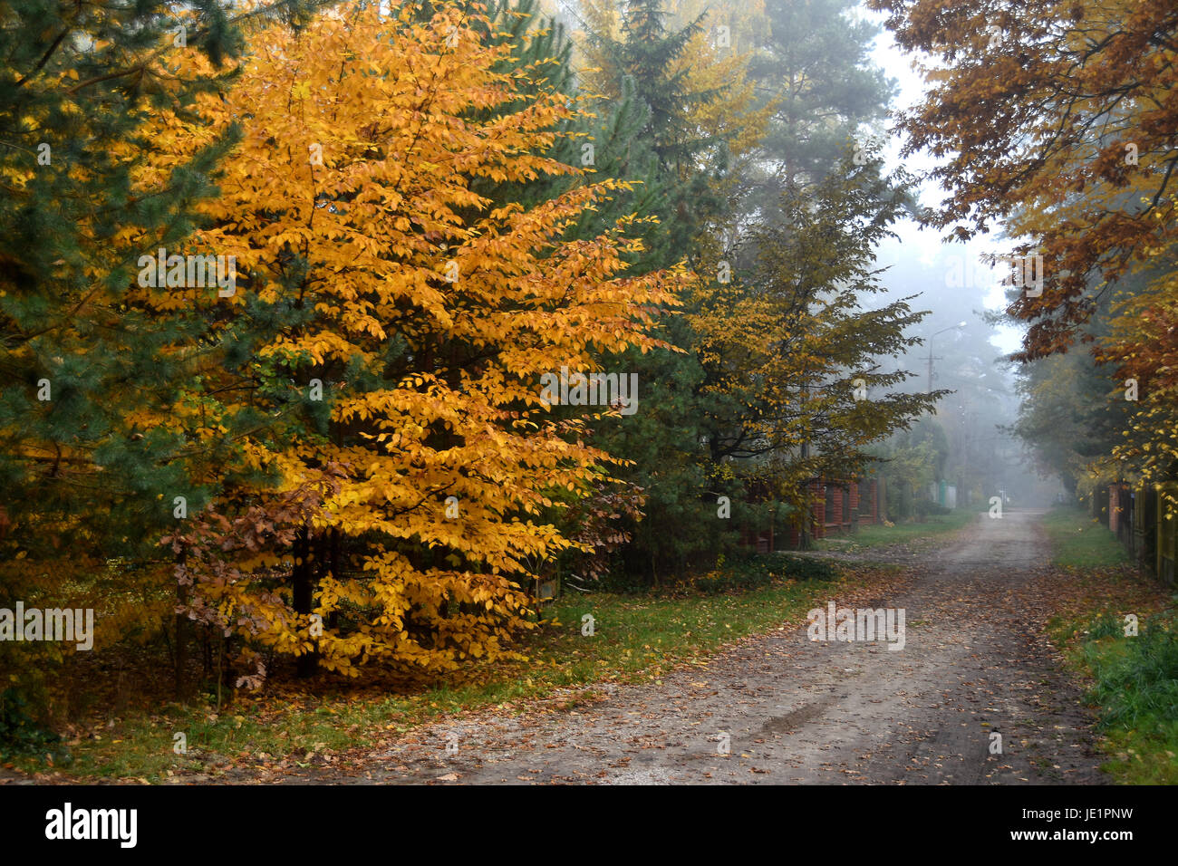 Fog covered autumn golden forest hi-res stock photography and images - Alamy