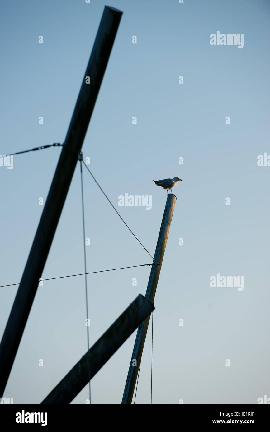 Pic by Guy Newman. 18.07.2013. Bird sat on top of mast silhouetted ...