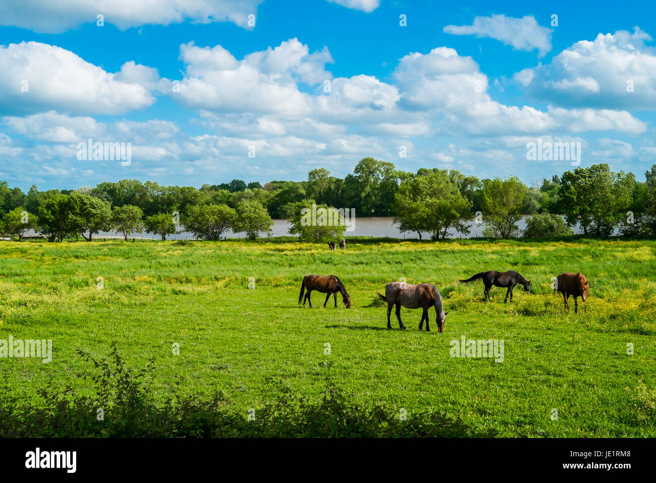 Horses in the countryside hi-res stock photography and images - Alamy