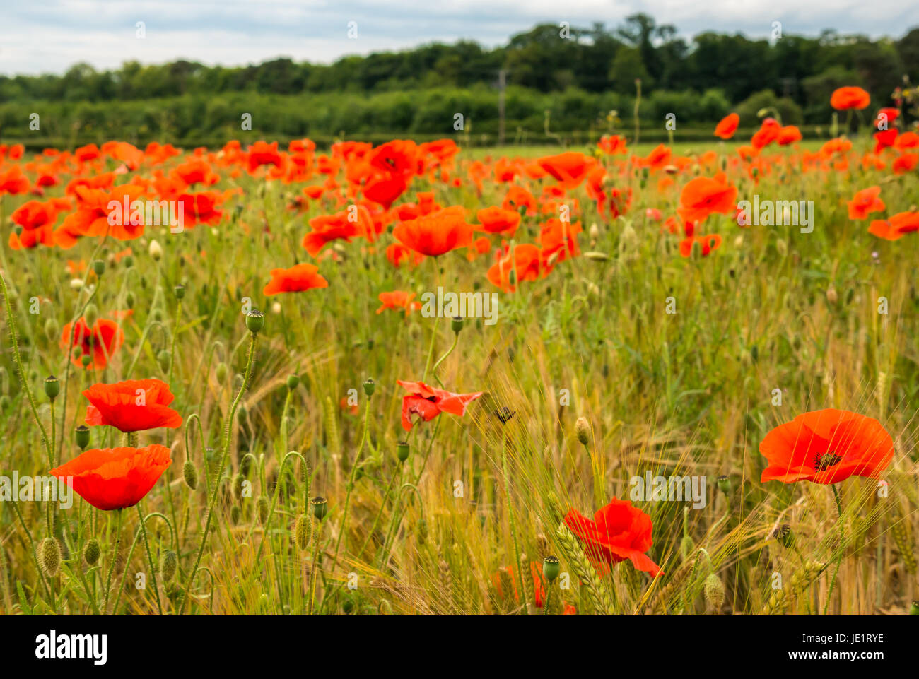 Poppy Field Poppies Scotland High Resolution Stock Photography and ...