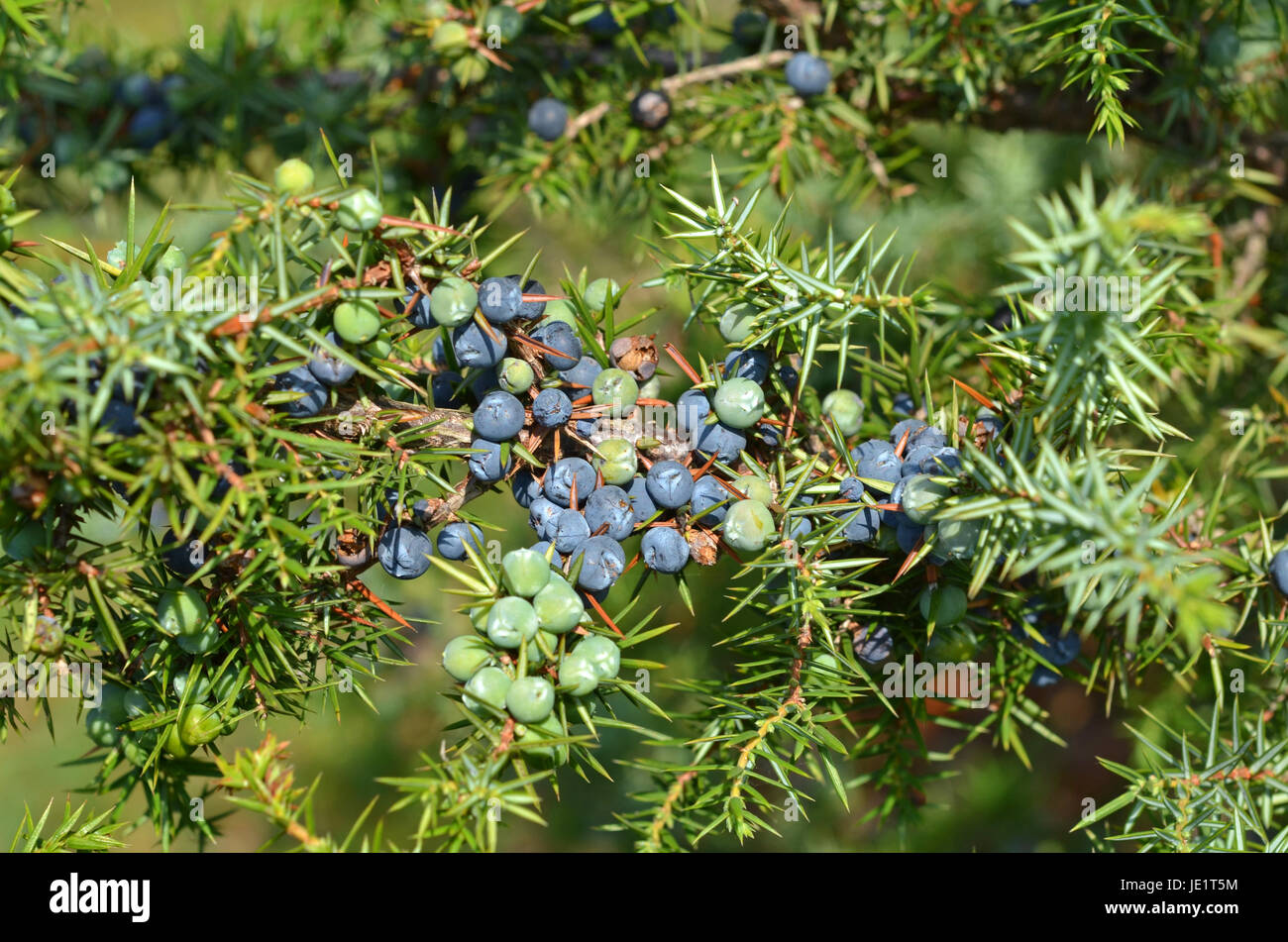 Juniper brandy hi-res stock photography and images - Alamy