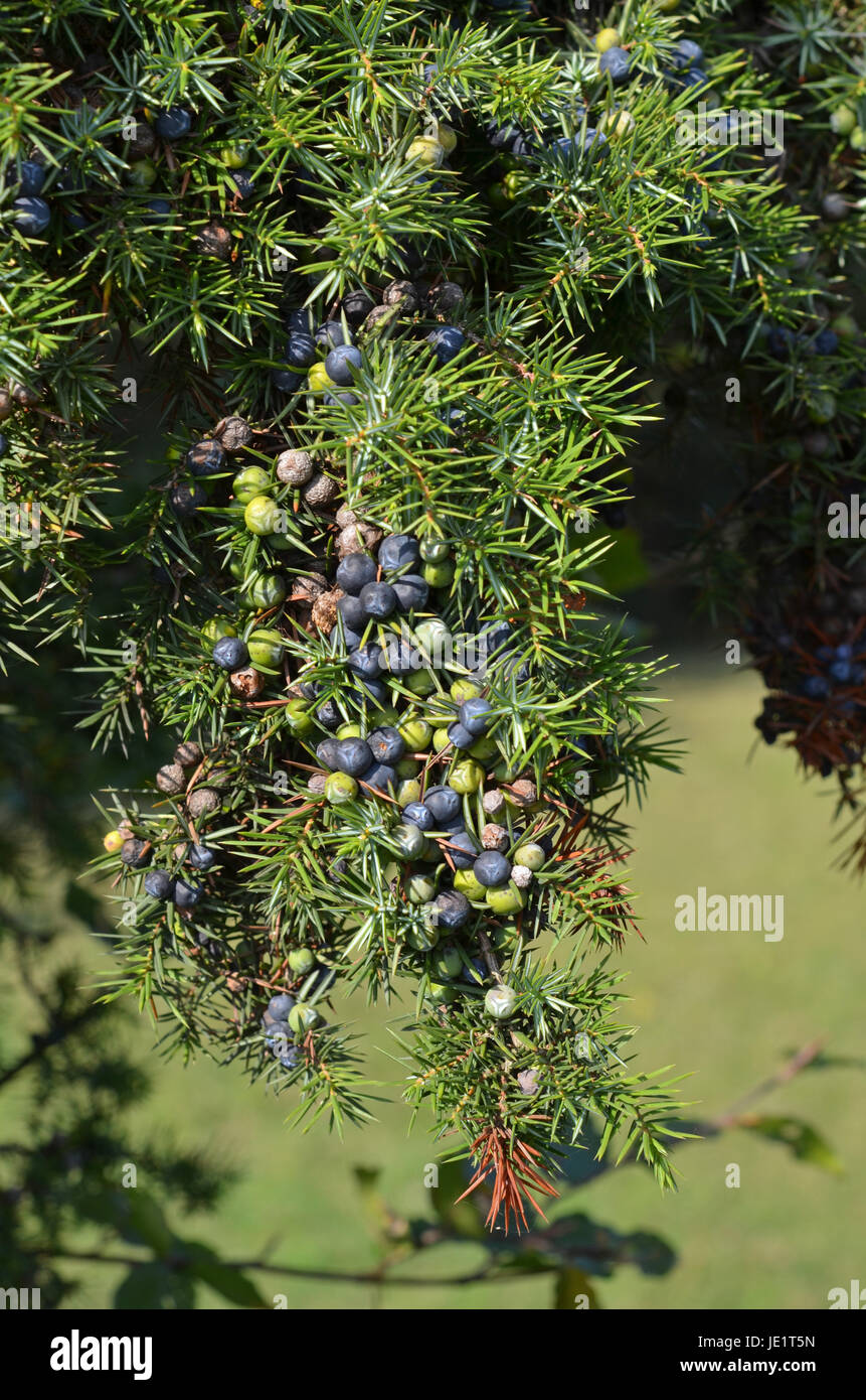 Juniper brandy hi-res stock photography and images - Alamy