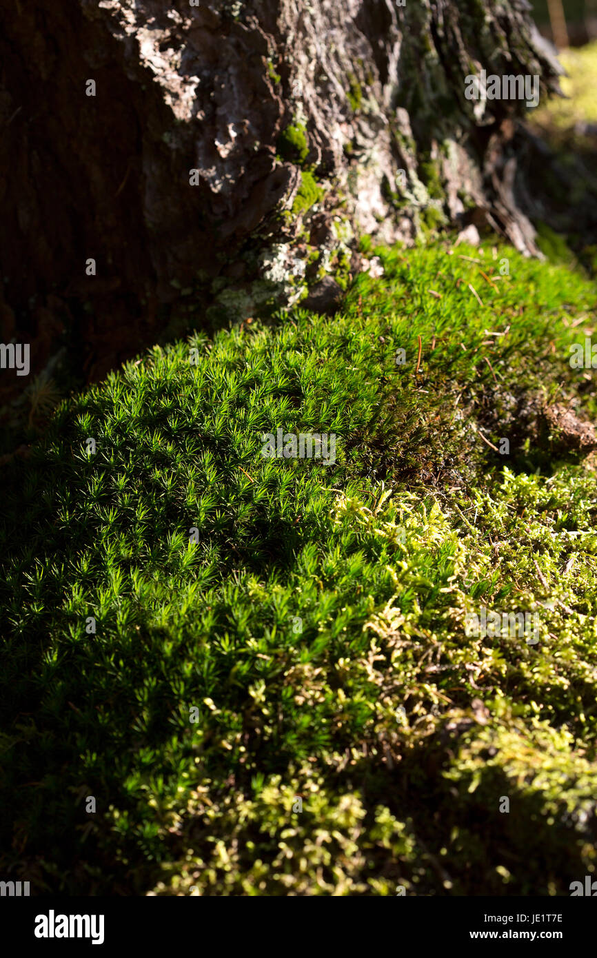 Green moss in a forest in morning light Stock Photo - Alamy