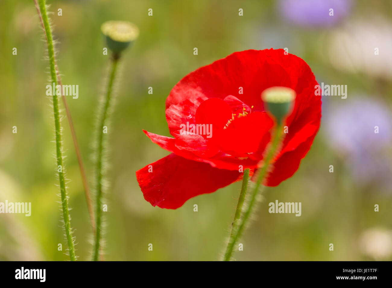 Single bright red poppy flower (Papaveraceae) bloom growing amongst ...