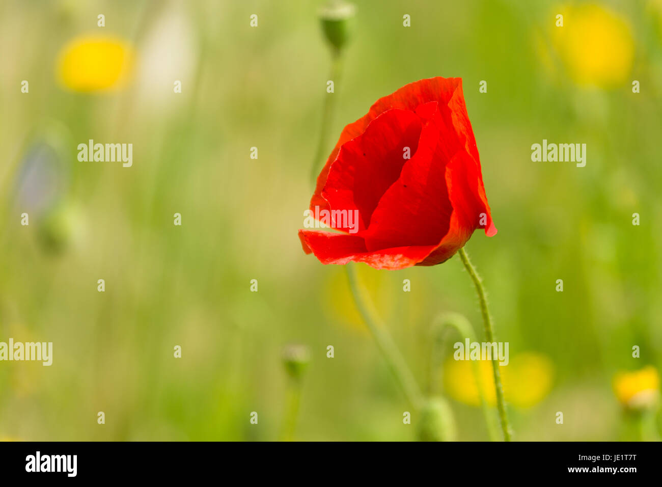 Single bright red poppy flower (Papaveraceae) bloom growing amongst ...