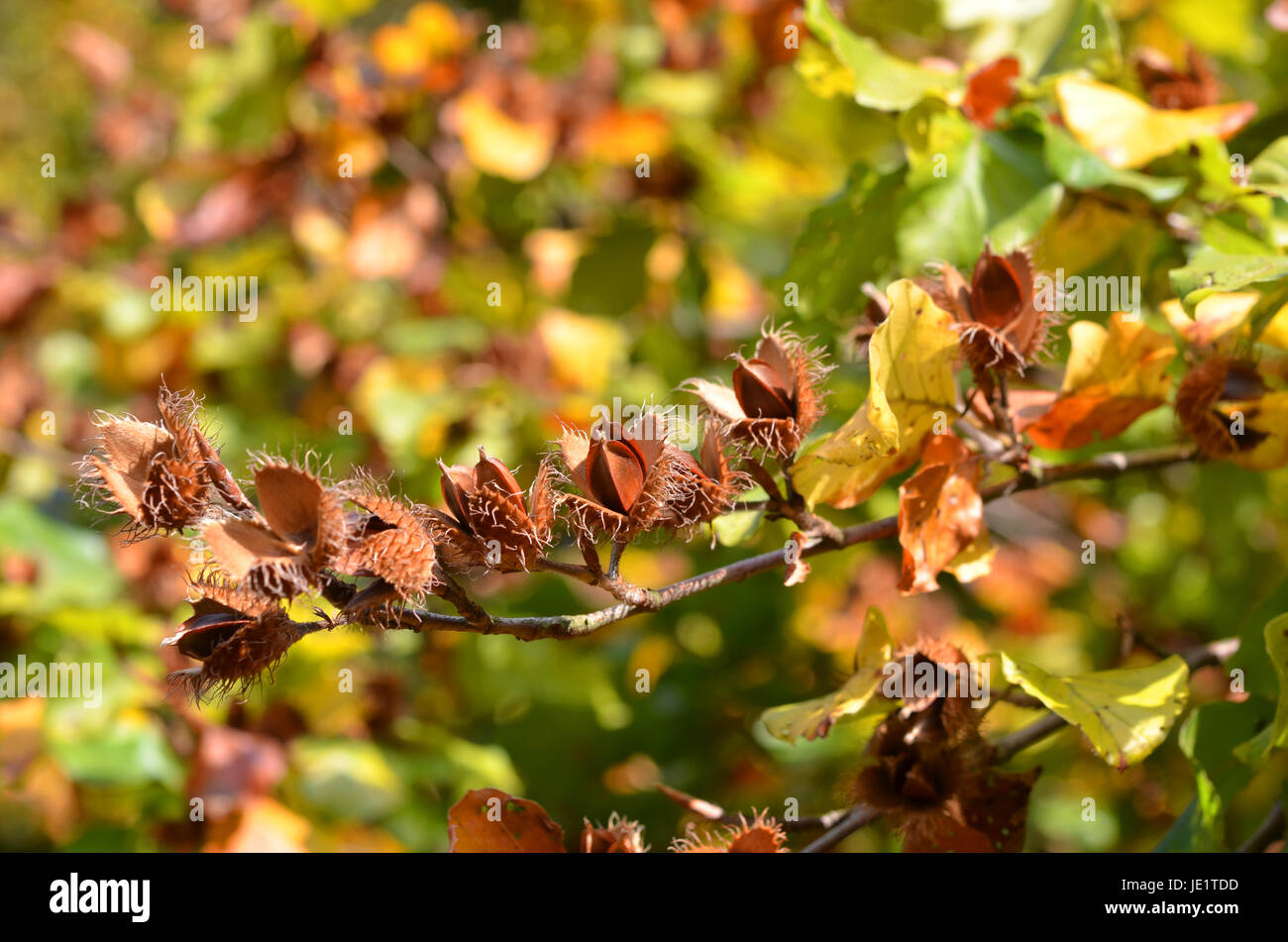 Beech tree fruits hi-res stock photography and images - Alamy