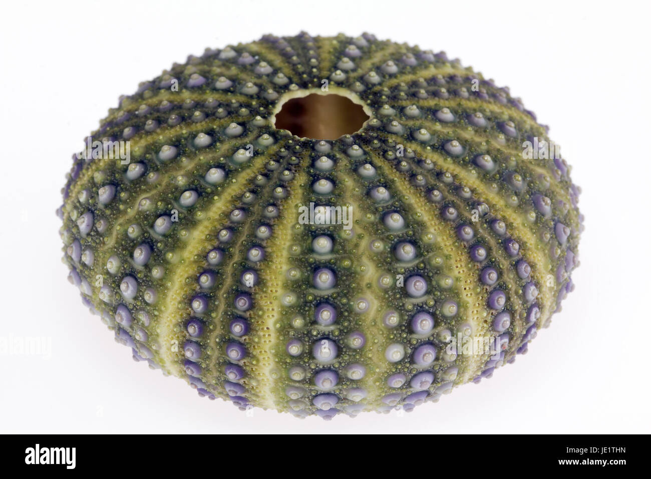 isolated on white background great skeleton of sea shell green ...